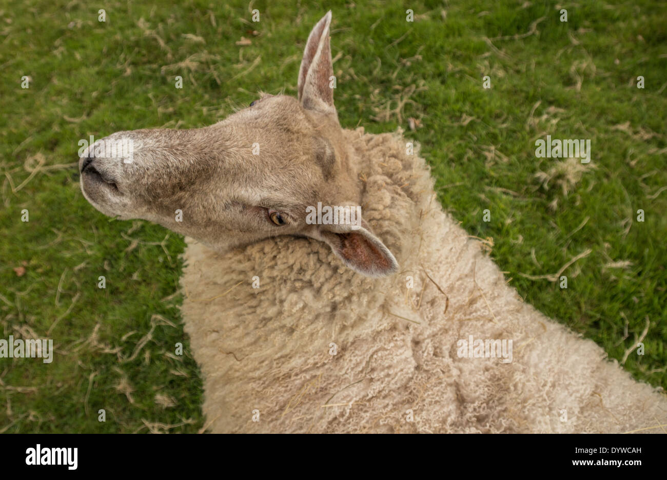 Farm and sheep hi-res stock photography and images - Alamy