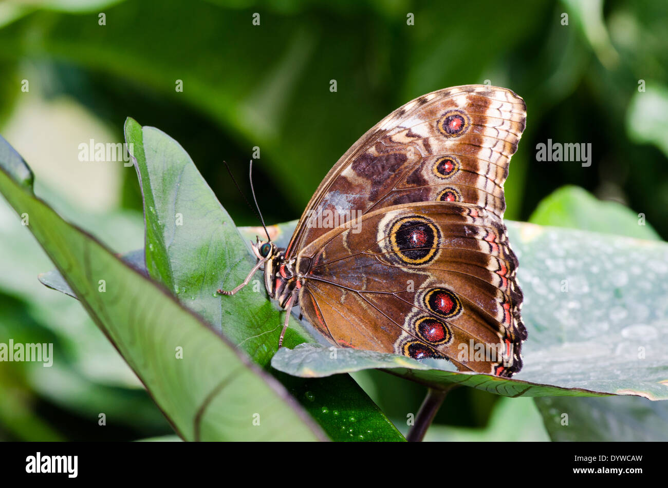 Achilles Morpho [Morpho achilles] Stock Photo - Alamy