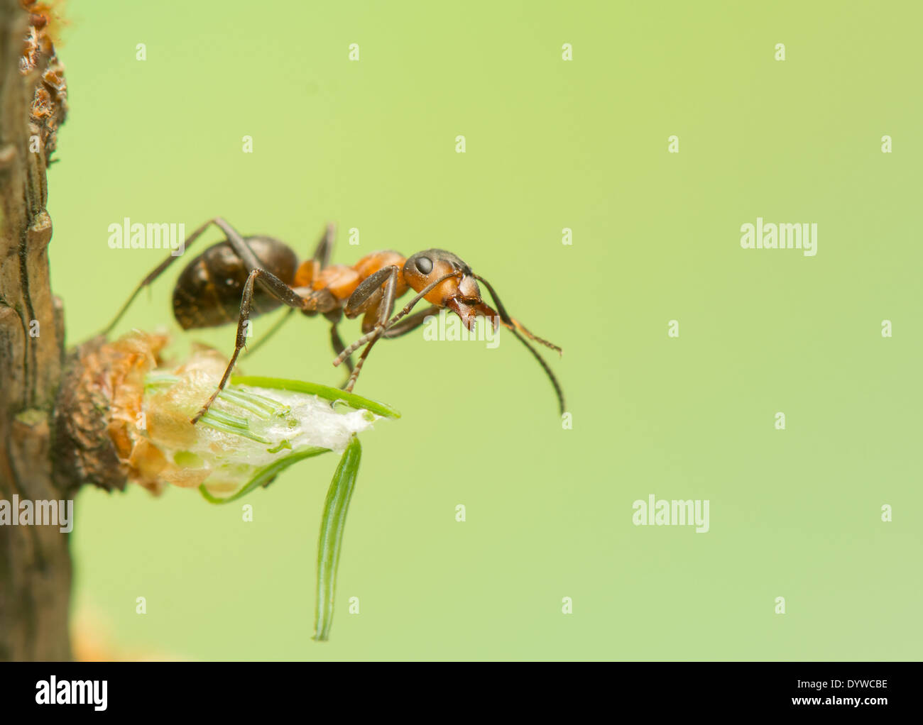 Ant insect hi-res stock photography and images - Alamy