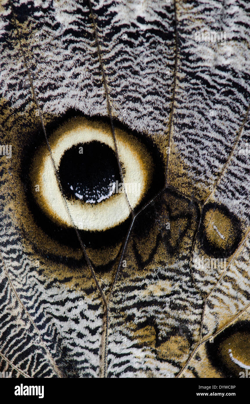 Eye on wing hi-res stock photography and images - Alamy