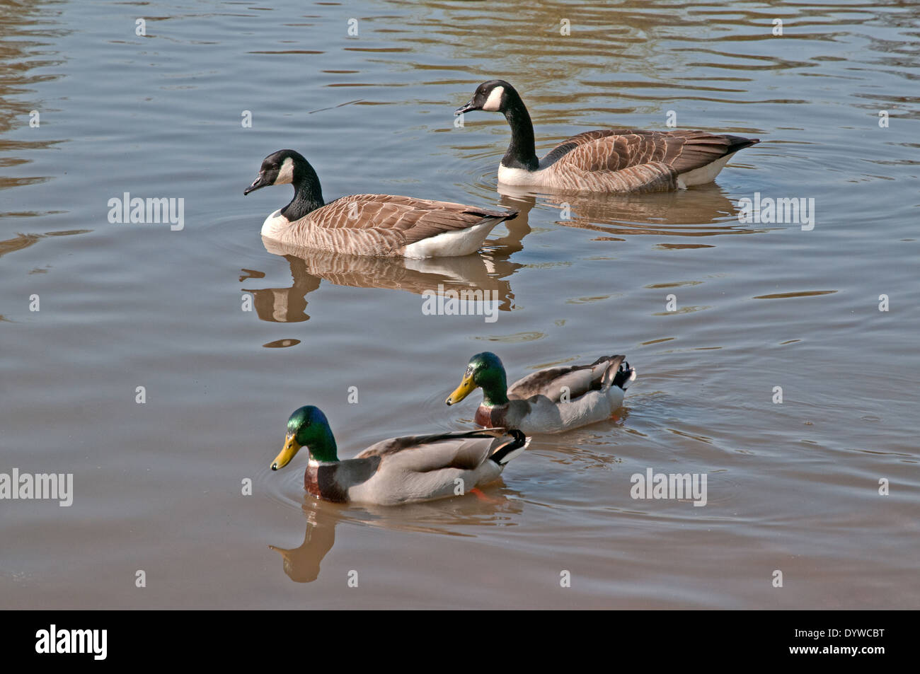 Two Canada Gees and two Mallard drake ducks swimming together at ...