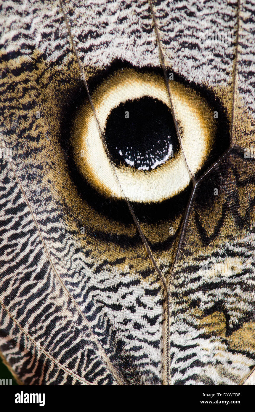 Eye pattern hi-res stock photography and images - Alamy