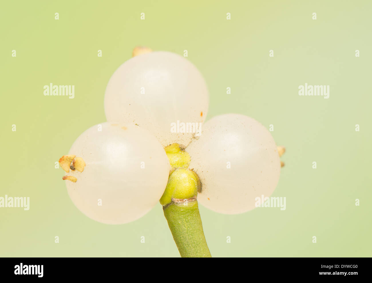 Red berry mistletoe viscum hi-res stock photography and images - Alamy