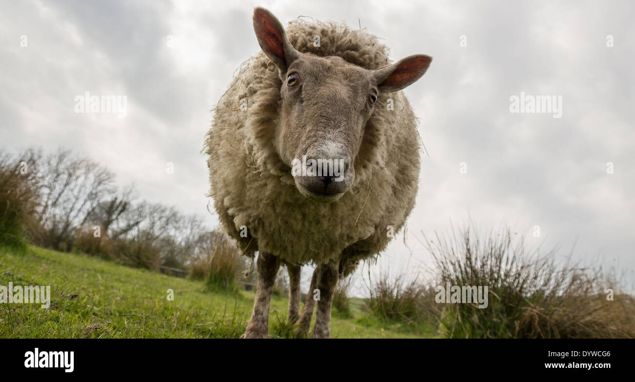 Farm sheep looking into the camera Stock Photo - Alamy