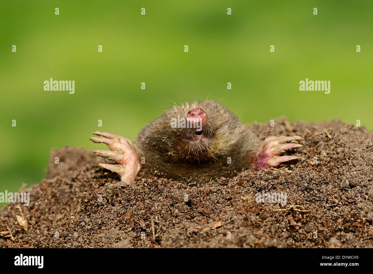 European Mole, Common Mole or Northern Mole (Talpa europaea) looking ...