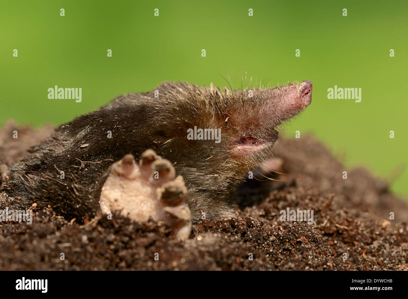 European Mole, Common Mole or Northern Mole (Talpa europaea) looking ...