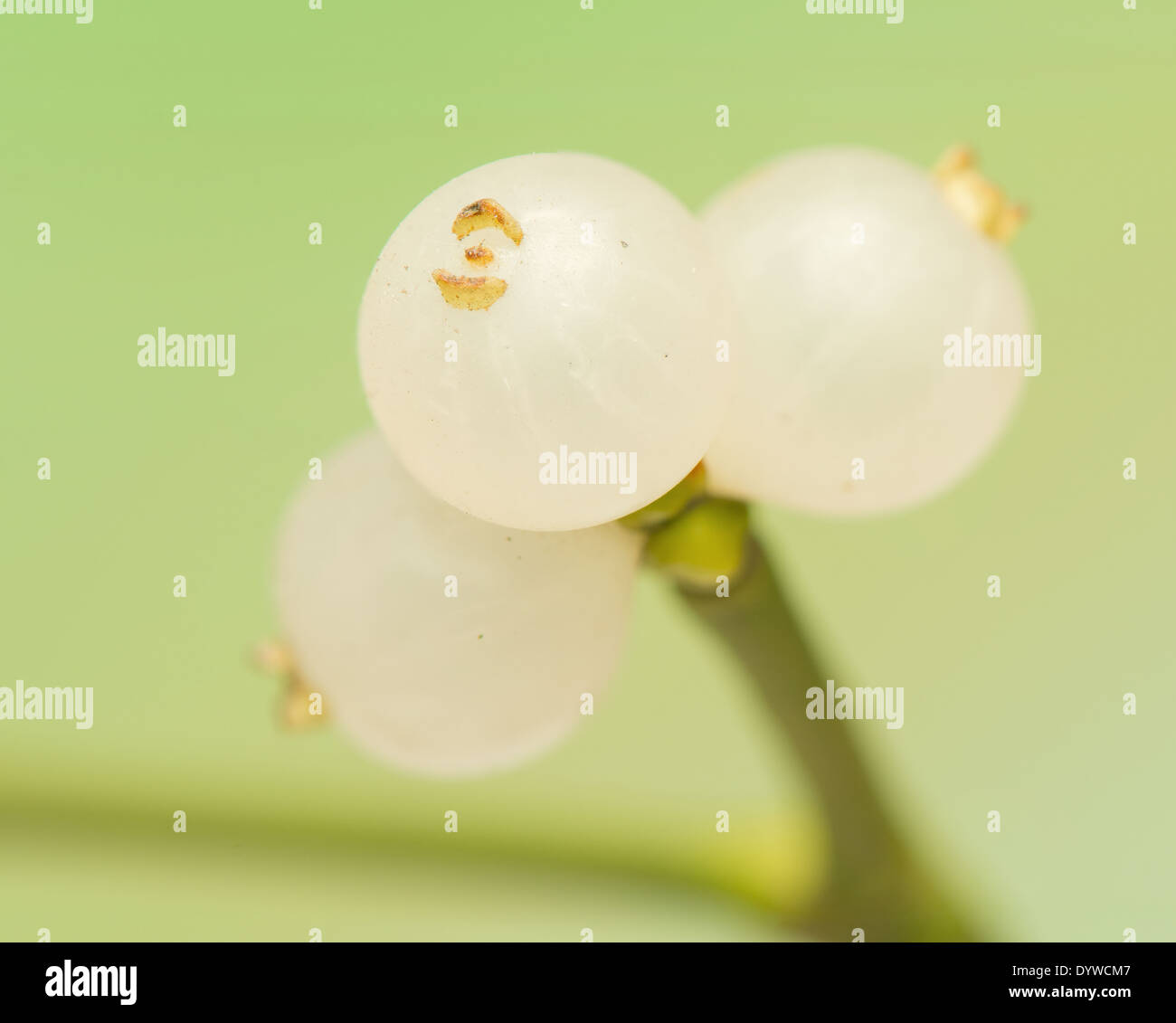 Red berry mistletoe viscum hi-res stock photography and images - Alamy