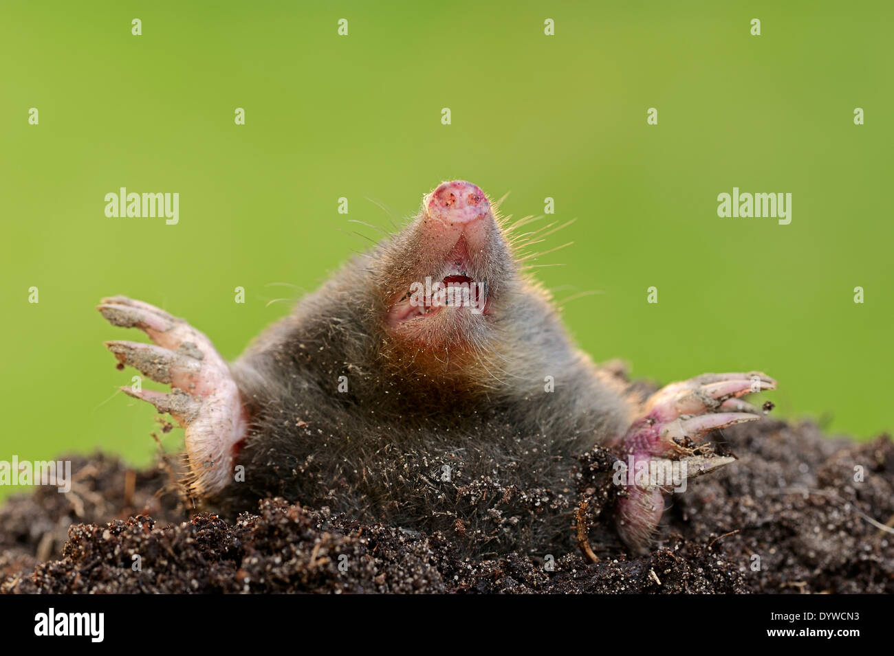 European Mole, Common Mole or Northern Mole (Talpa europaea) looking ...