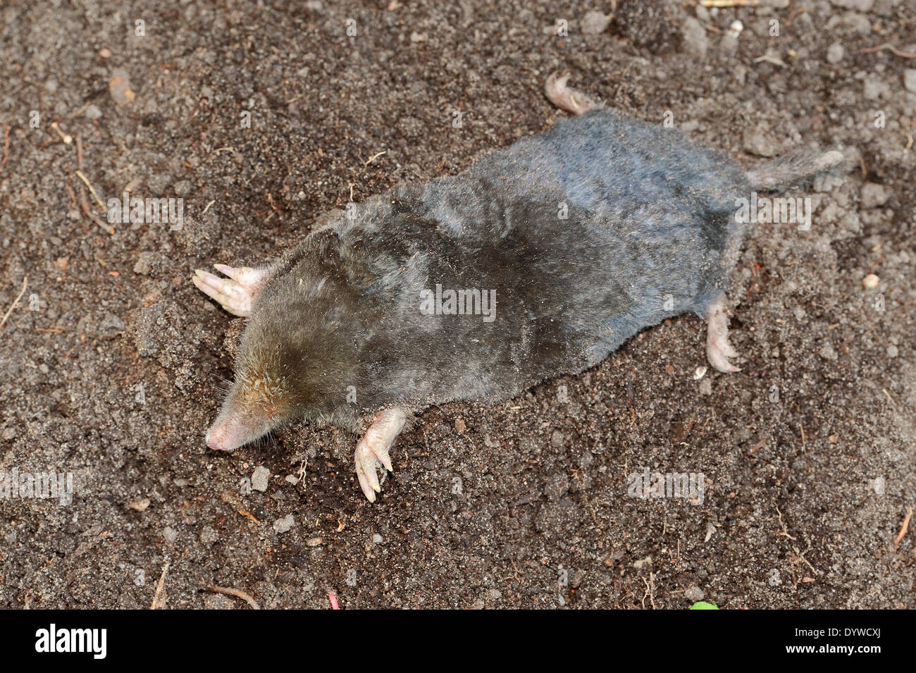 European Mole, Common Mole or Northern Mole (Talpa europaea), North ...