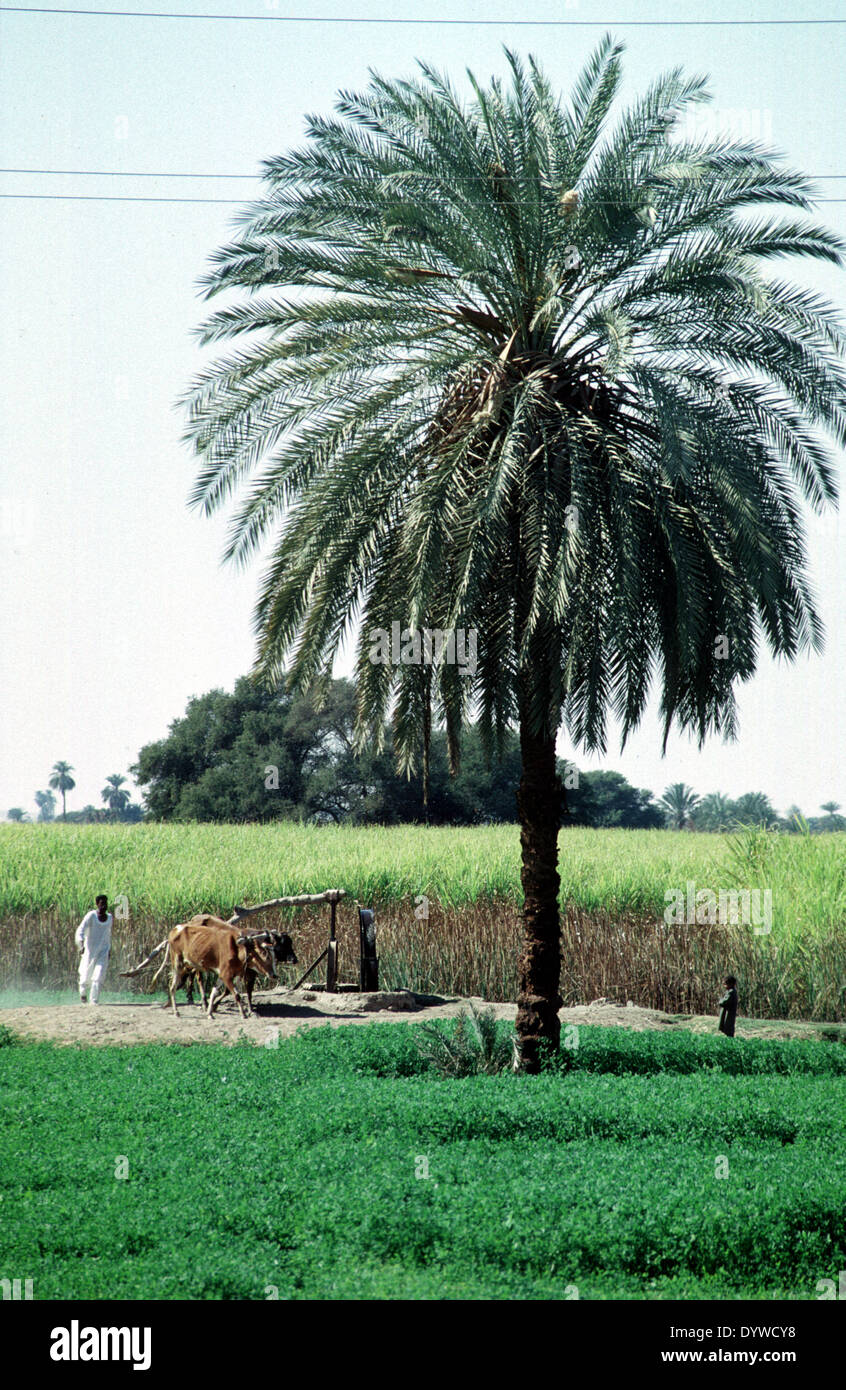 Buffalo Nile High Resolution Stock Photography and Images - Alamy