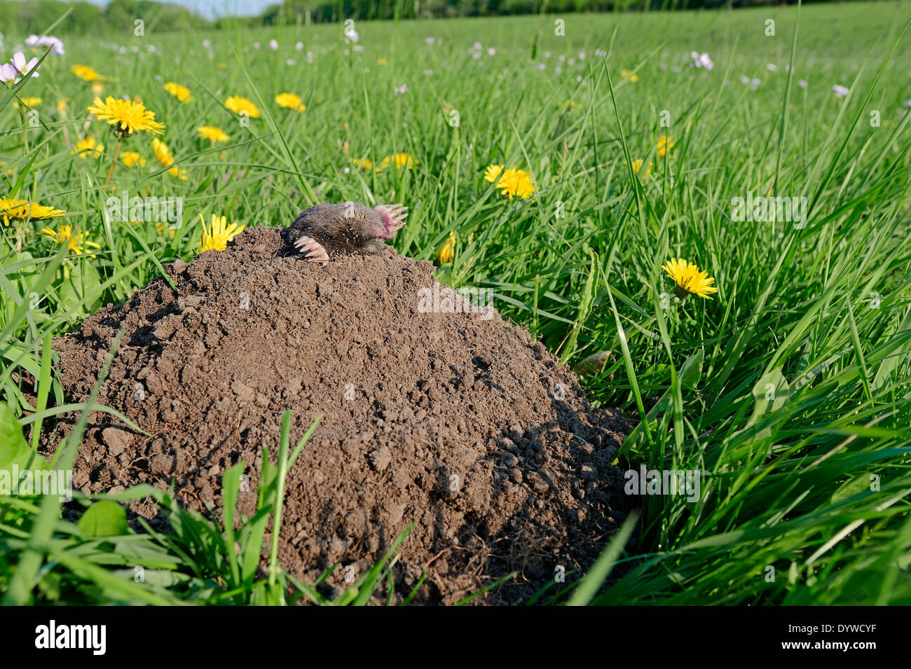 European Mole, Common Mole or Northern Mole (Talpa europaea) looking ...