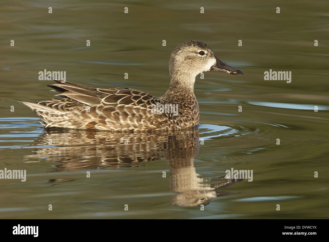 Female teal plumage hi-res stock photography and images - Alamy