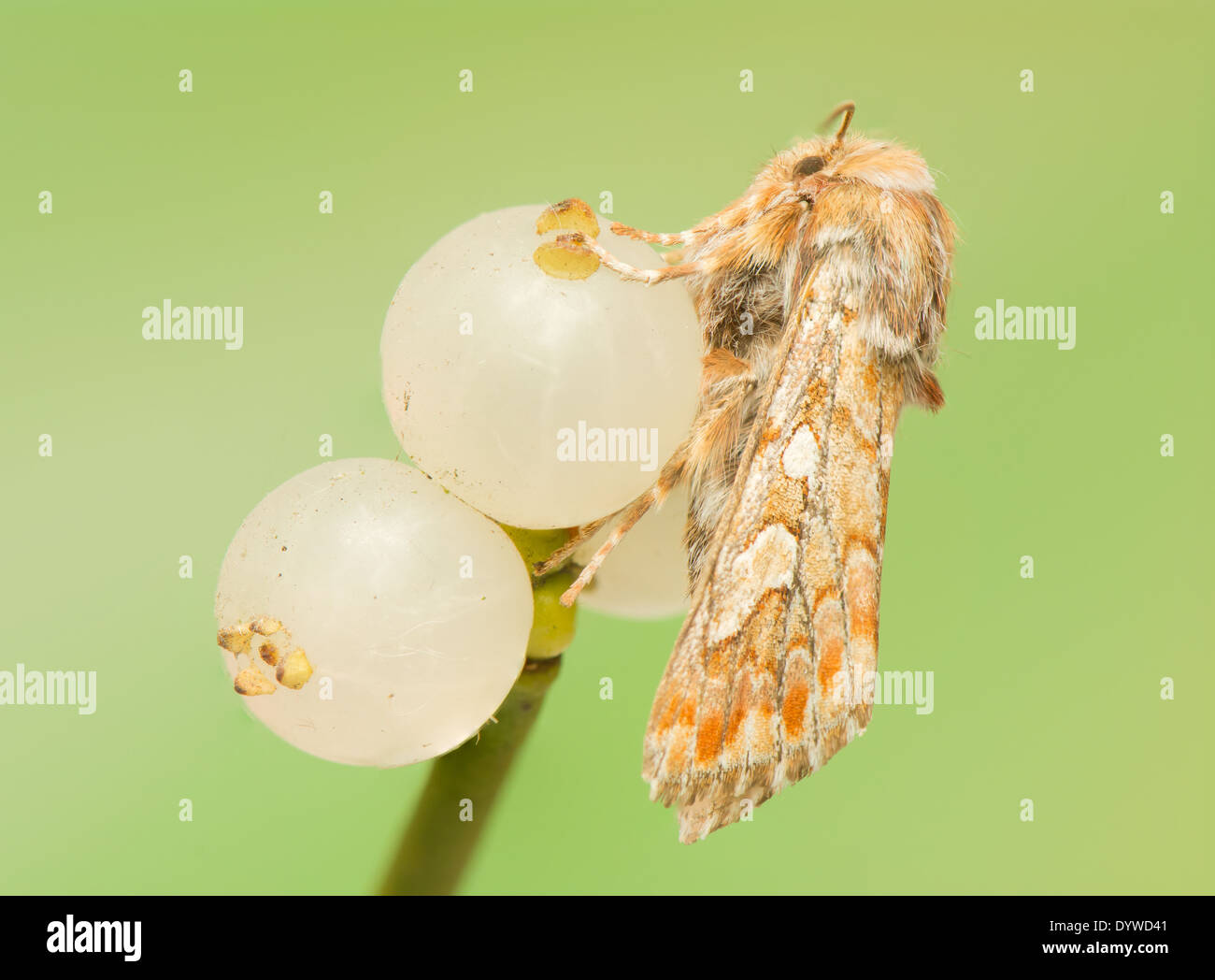 Panolis Flammea High Resolution Stock Photography and Images - Alamy