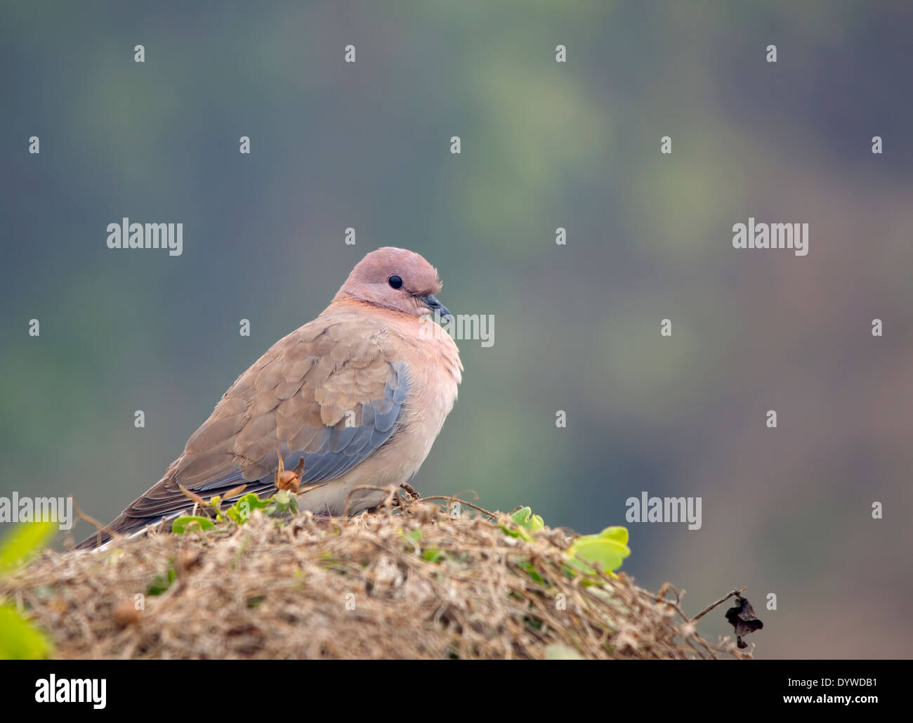 A laughing dove in its natural habitat sitting on the small tree top ...