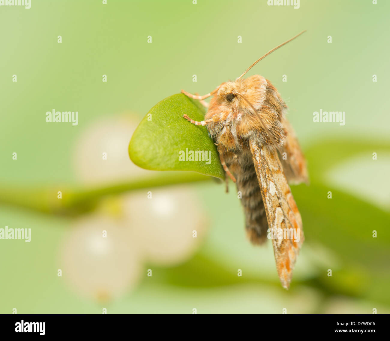 Panolis Flammea High Resolution Stock Photography and Images - Alamy