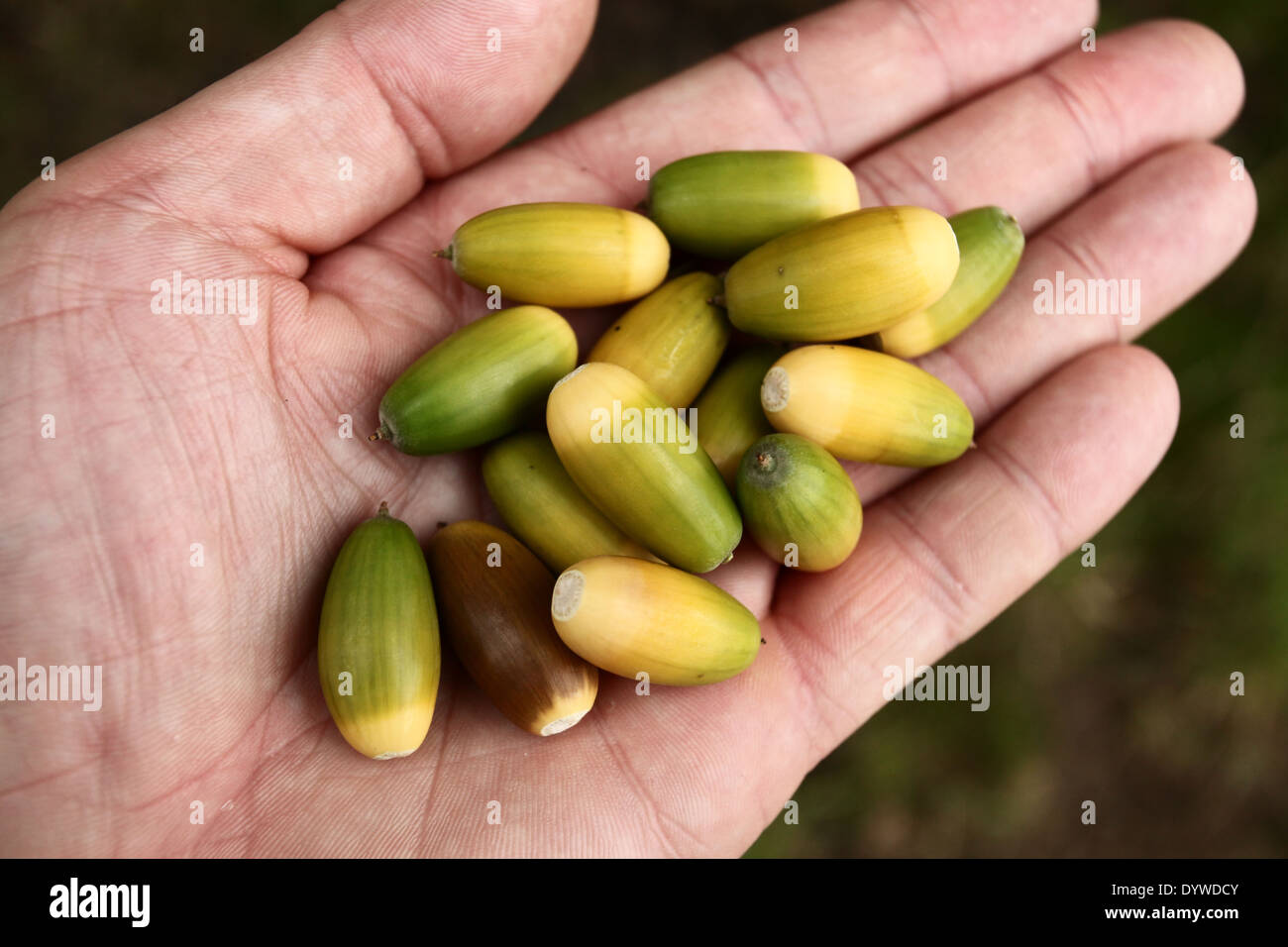 Oak palm hi-res stock photography and images - Alamy