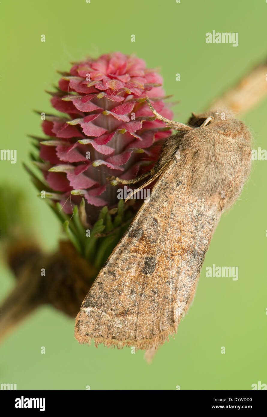 Orthosia incerta hi-res stock photography and images - Alamy