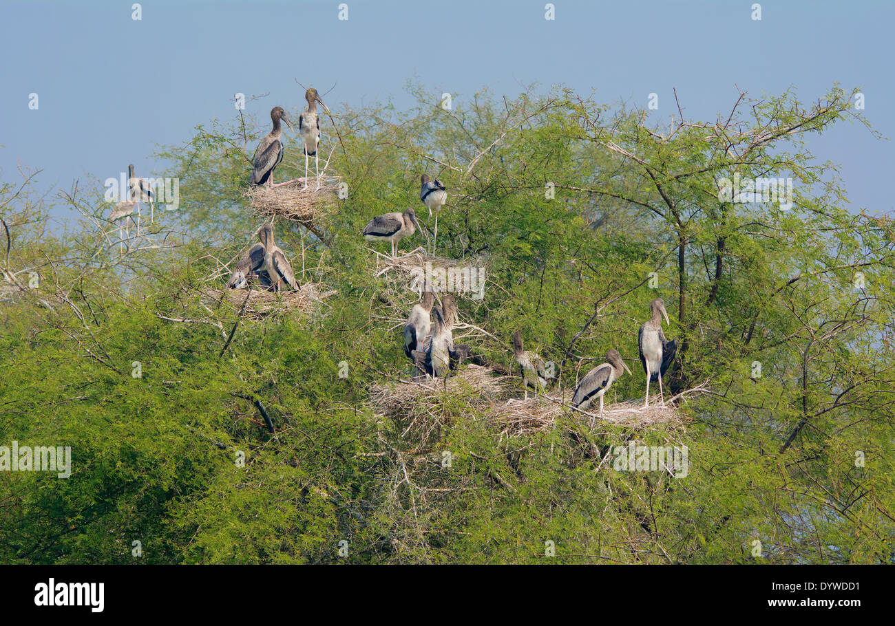 Juvenile painted stork hi-res stock photography and images - Alamy