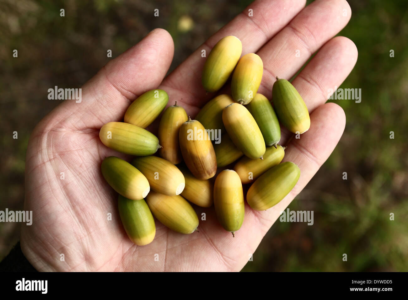 Hand with acorns hi-res stock photography and images - Alamy