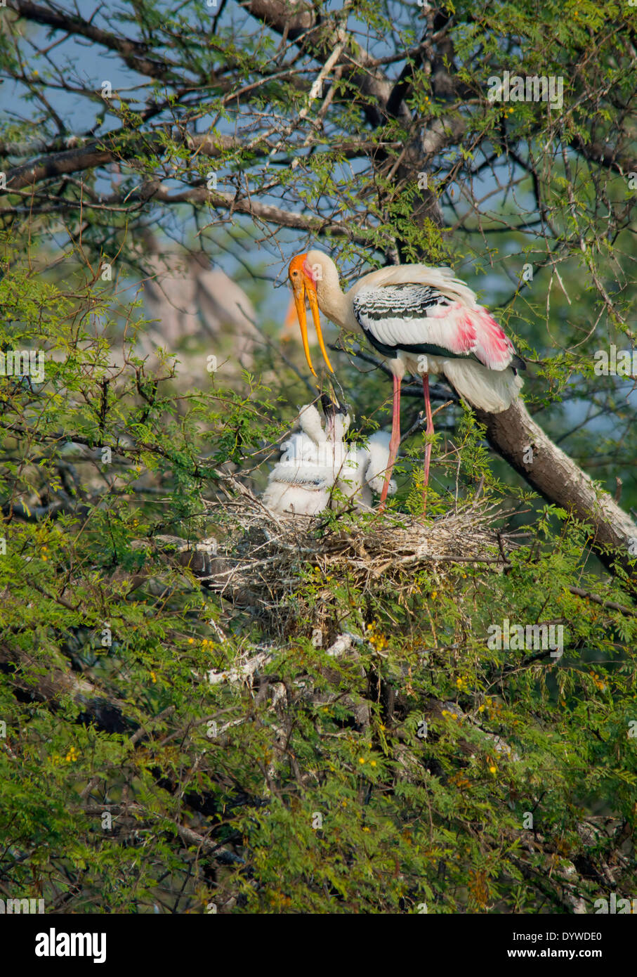 Baby birds in nest hi-res stock photography and images - Alamy