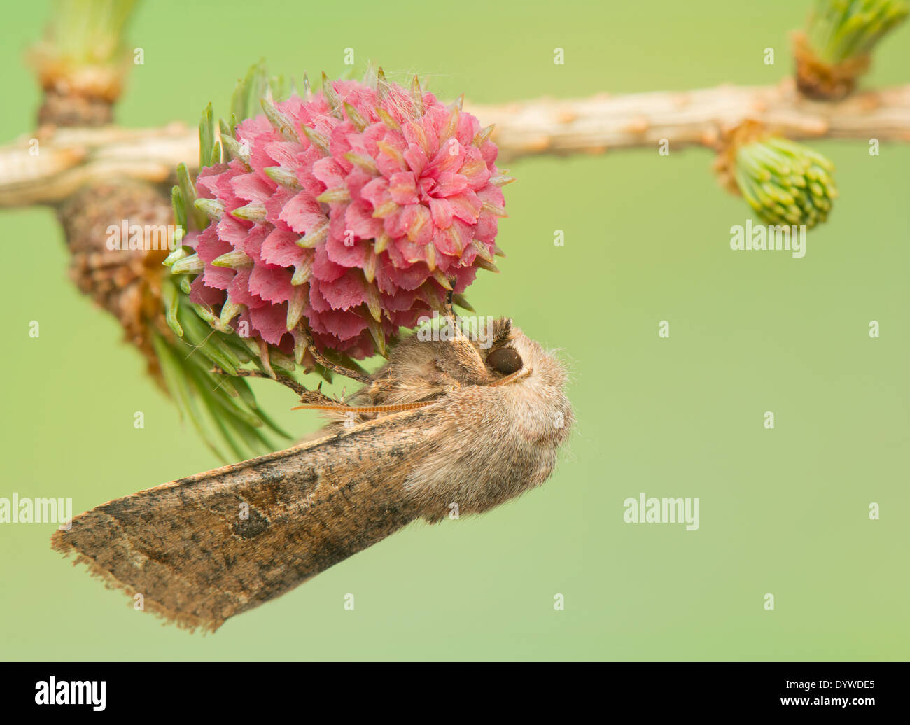 Incerta hi-res stock photography and images - Alamy