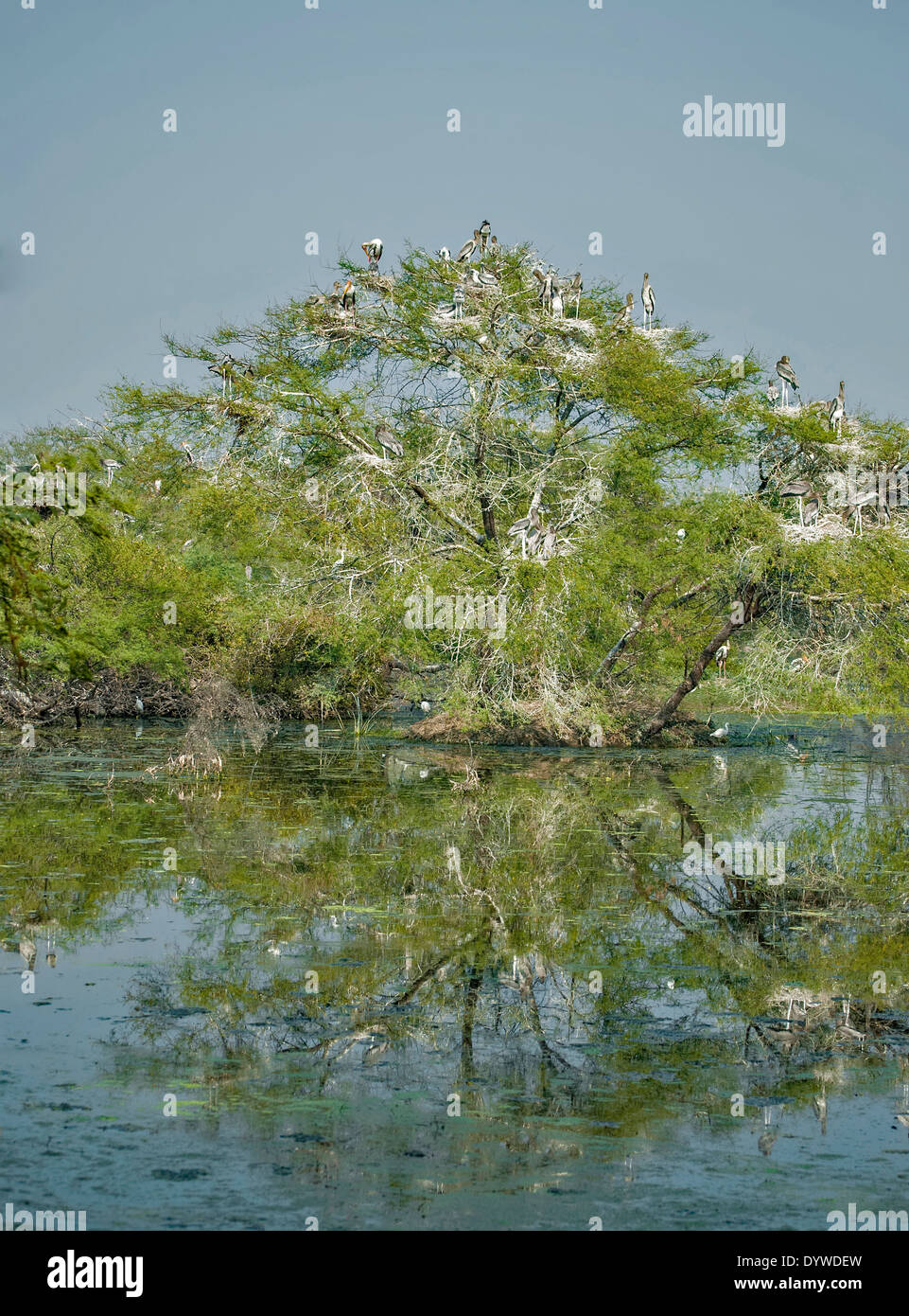 Juvenile painted stork hi-res stock photography and images - Alamy