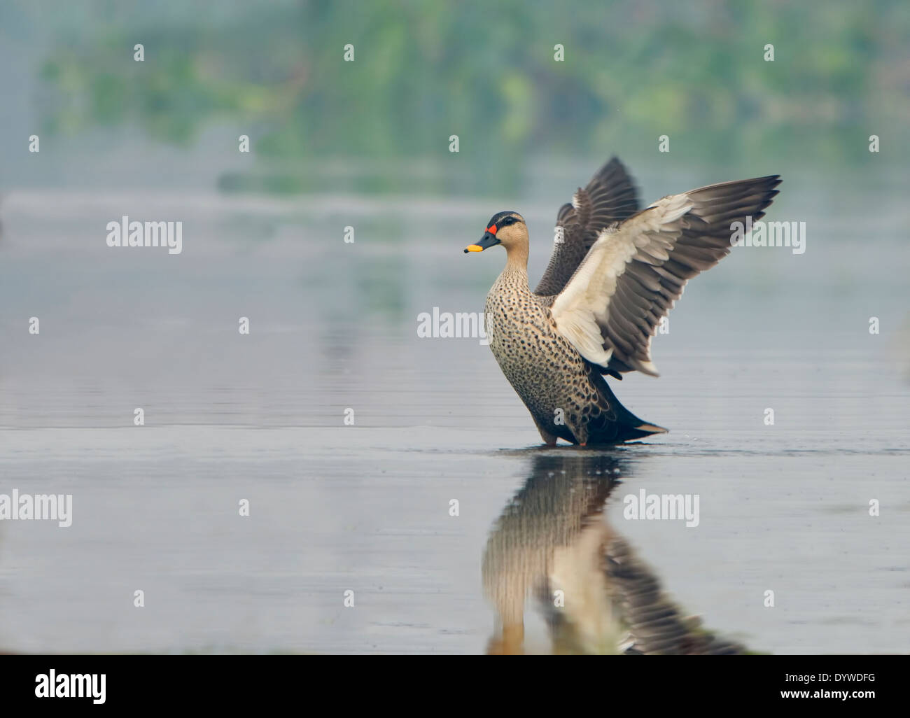 A Spot Billed Duck starting to fly Stock Photo - Alamy