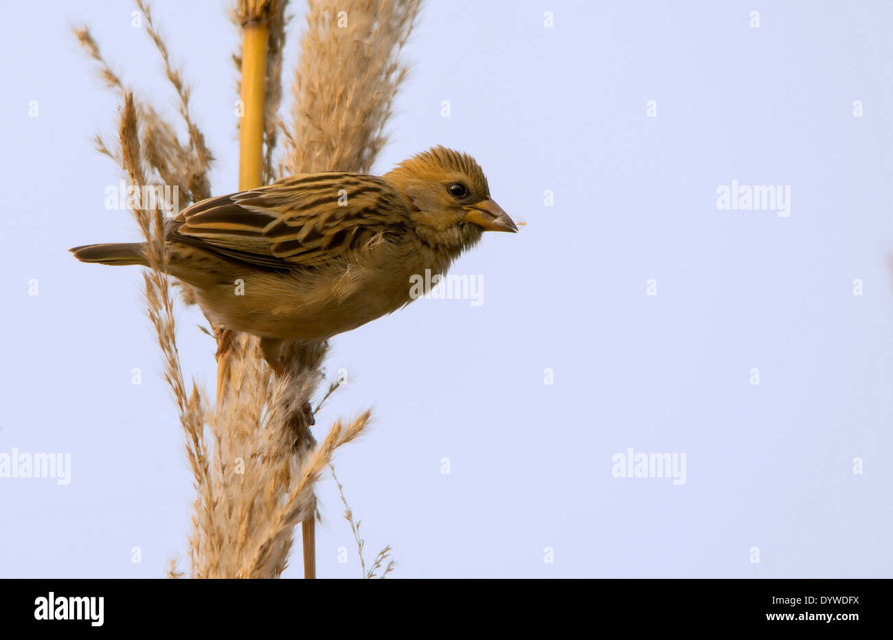 African masked weaver hi-res stock photography and images - Alamy