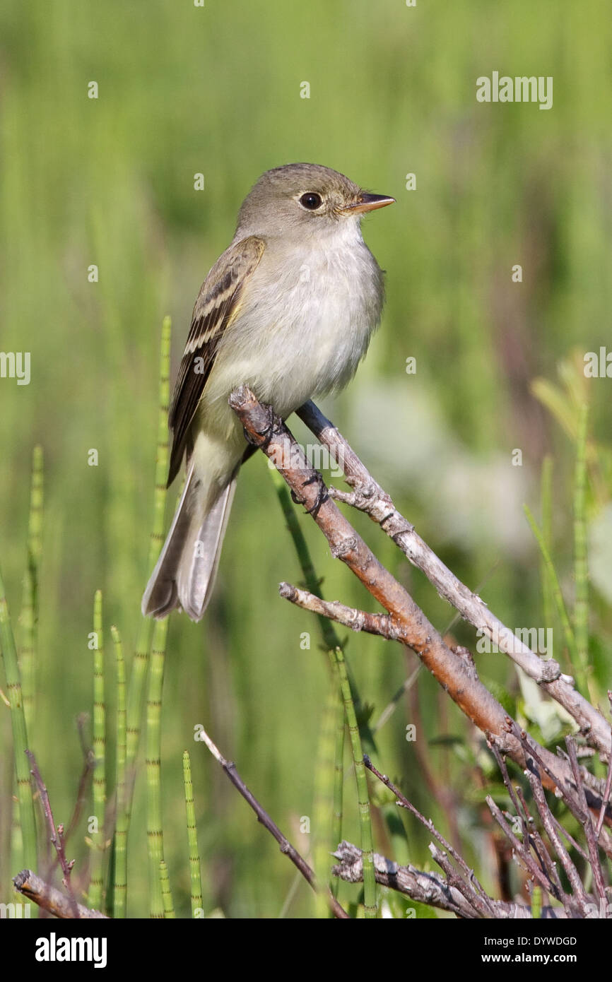Alder Flycatcher - Empidonax alnorum Stock Photo - Alamy