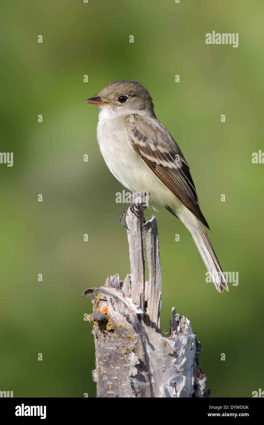 Alder Flycatcher - Empidonax alnorum Stock Photo - Alamy