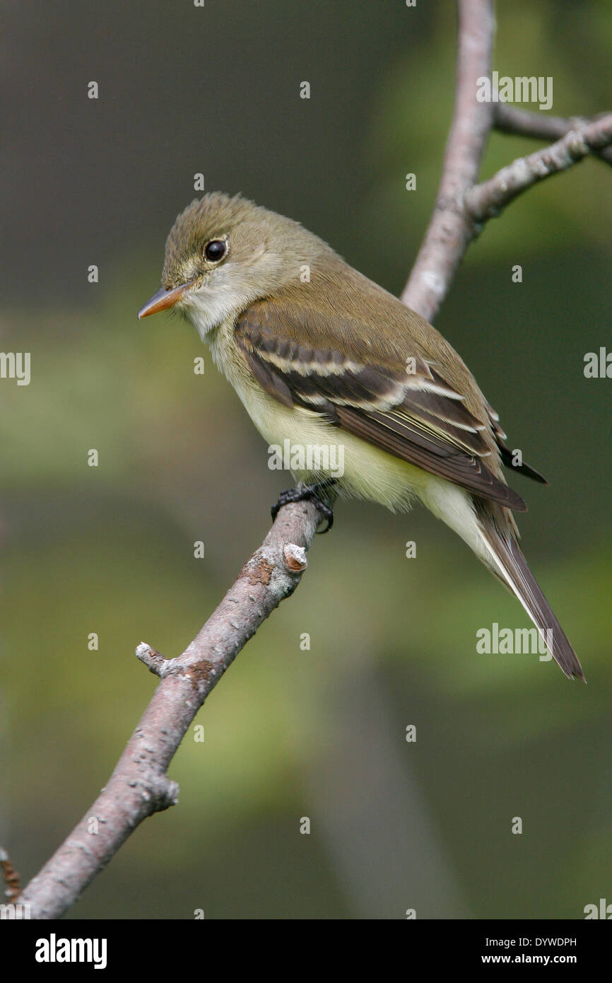 Alder flycatchers hi-res stock photography and images - Alamy