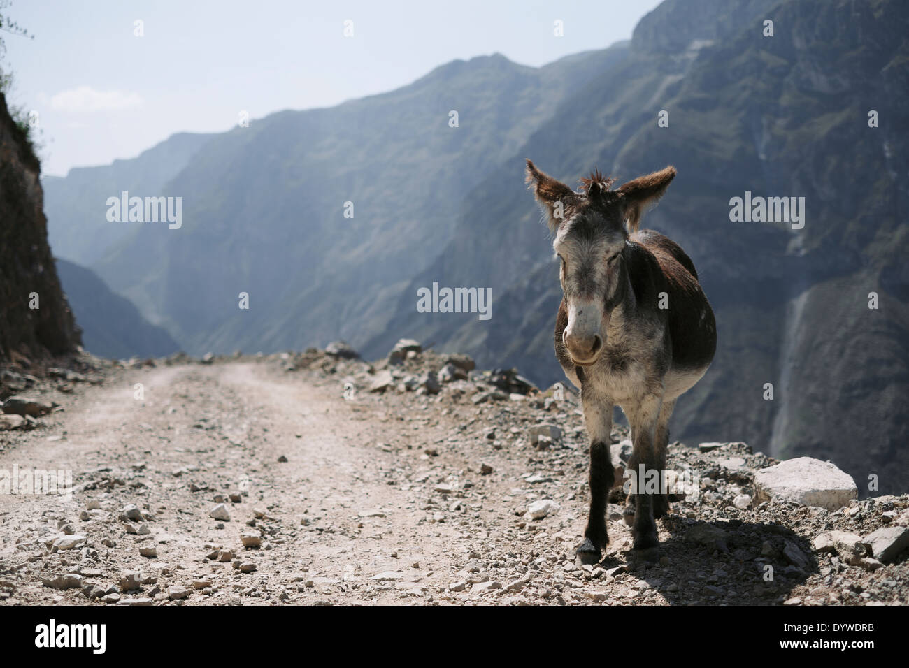 Donkey on the edge hi-res stock photography and images - Alamy