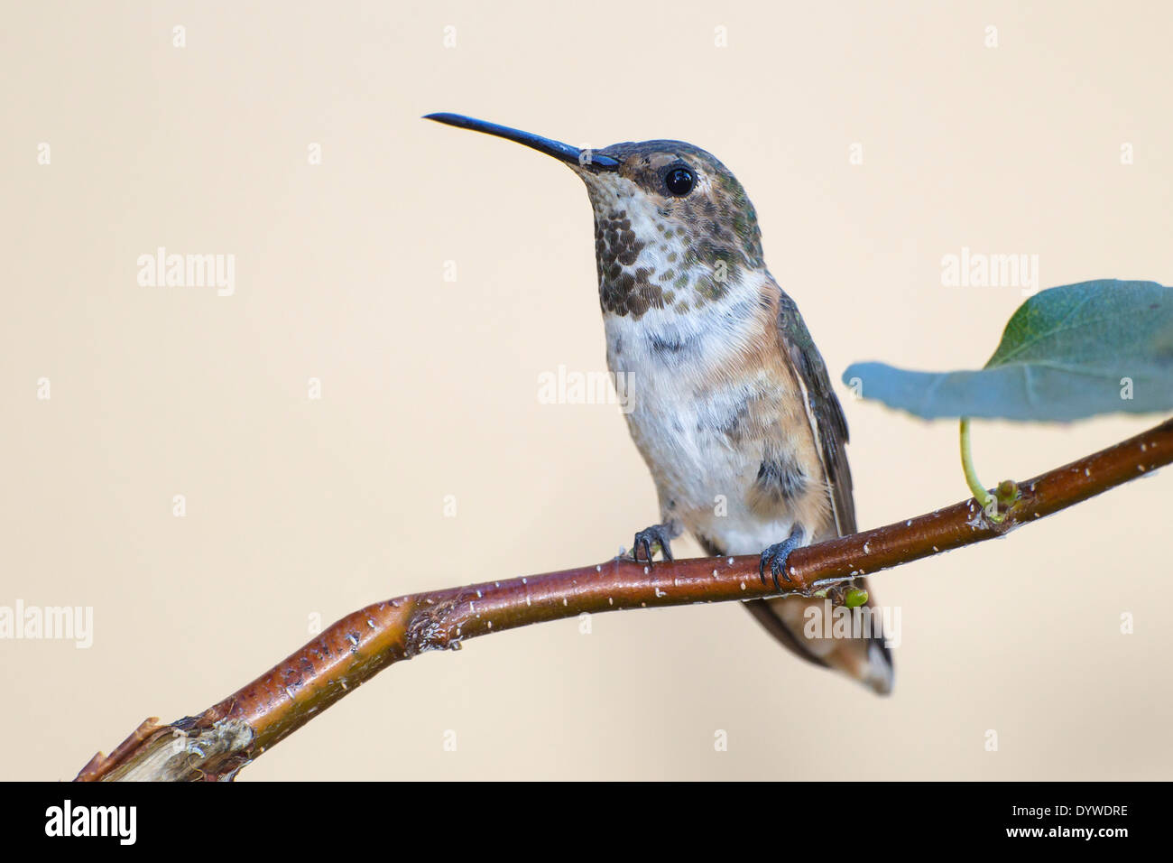 Female allen's hummingbird hi-res stock photography and images - Alamy