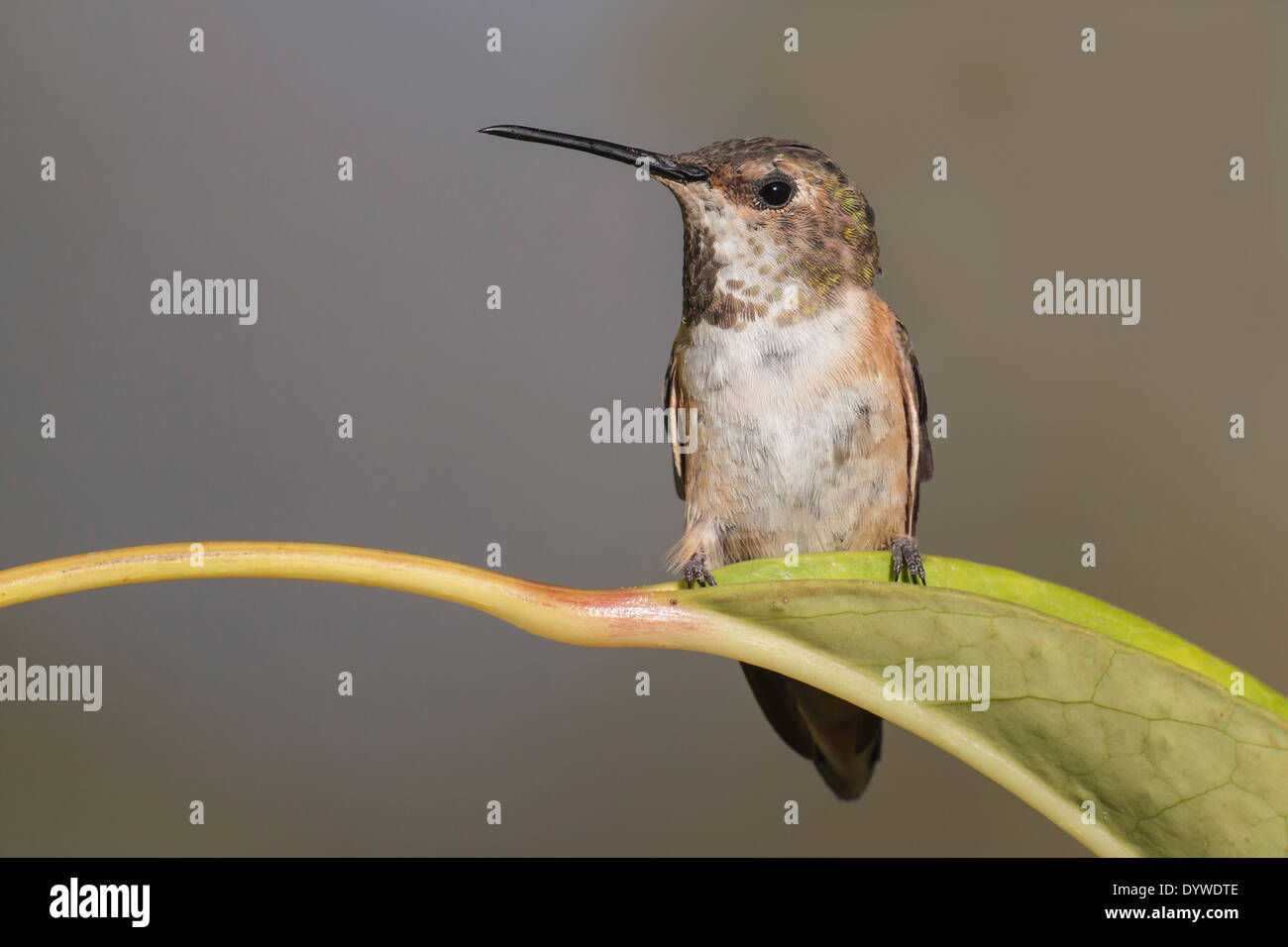 Female allen's hummingbird hi-res stock photography and images - Alamy