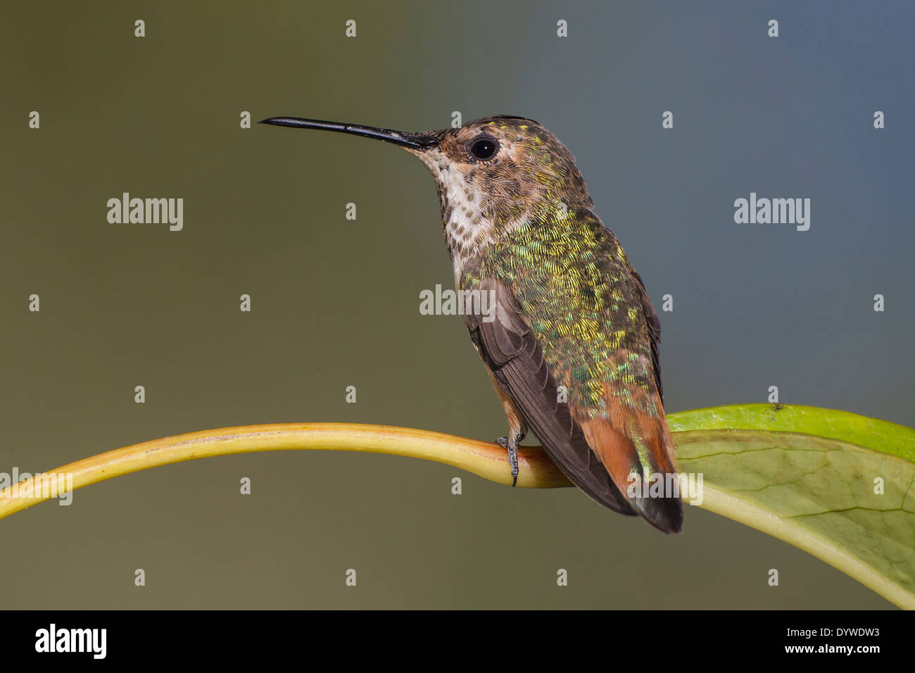 Allens hummingbird female perched hi-res stock photography and images ...