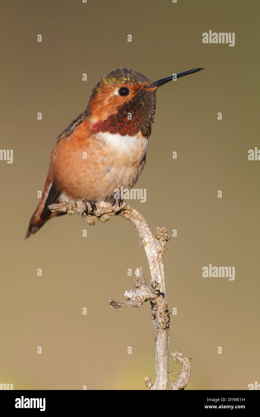 Allen's hummingbird male hi-res stock photography and images - Alamy