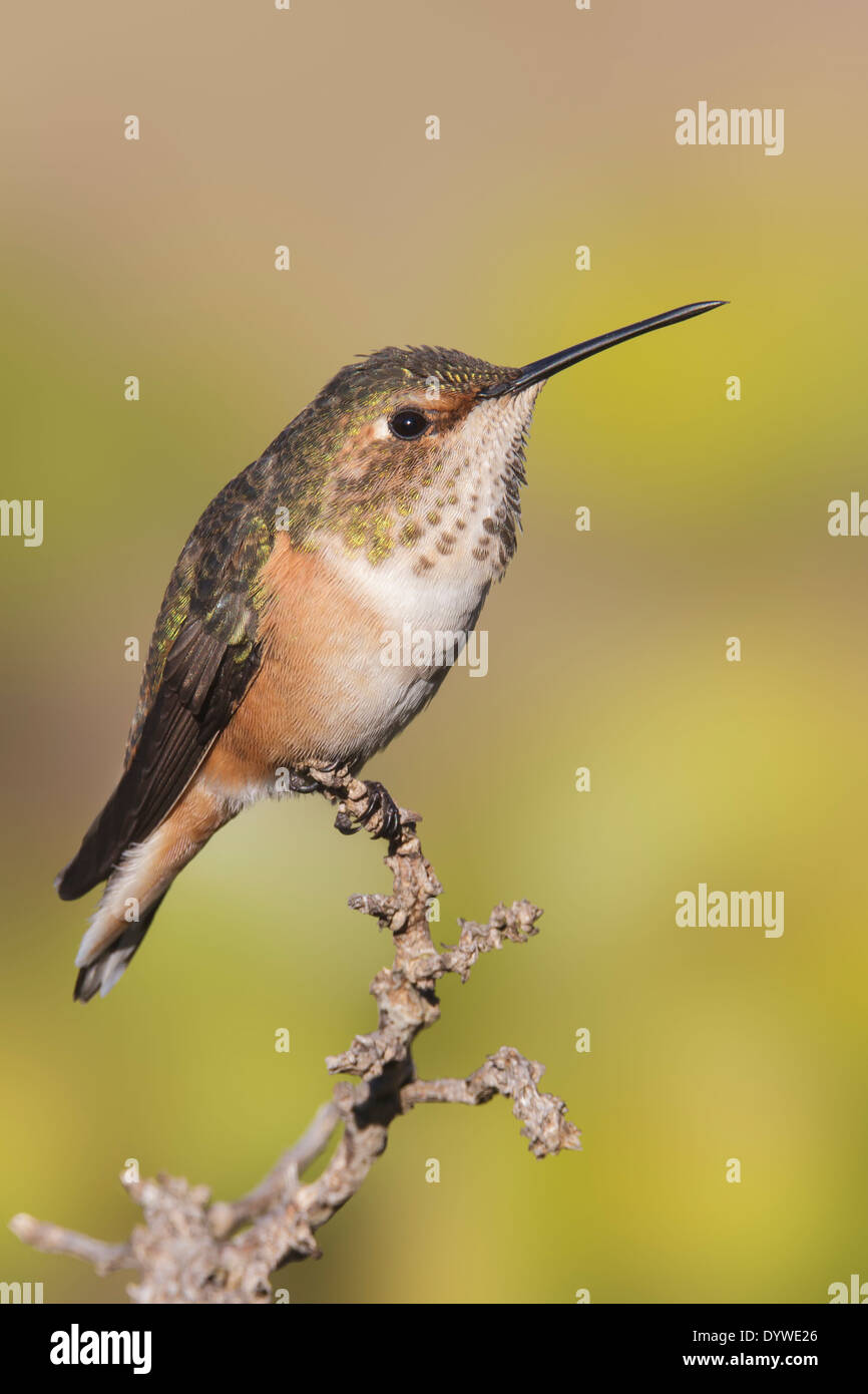 Allens hummingbird female perched hi-res stock photography and images ...