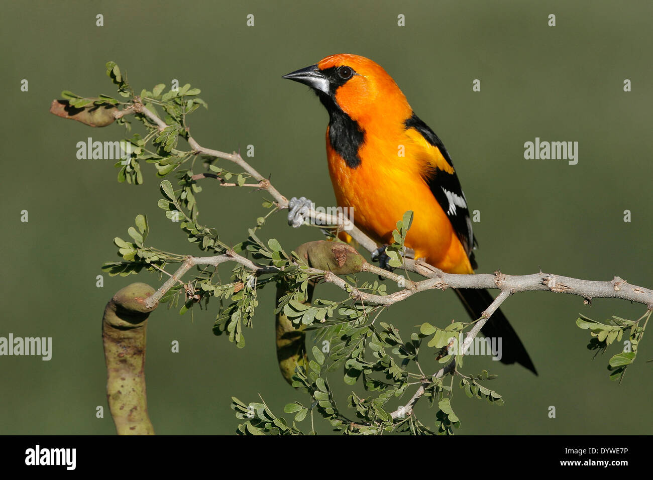 Altamira Oriole - Icterus gularis Stock Photo - Alamy