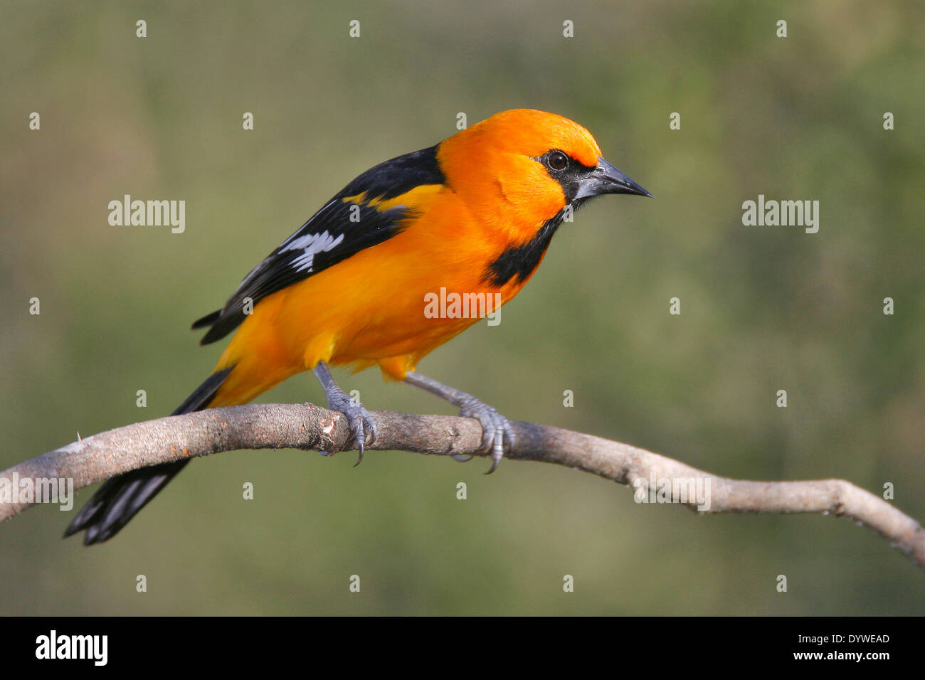 Icterus hi-res stock photography and images - Alamy