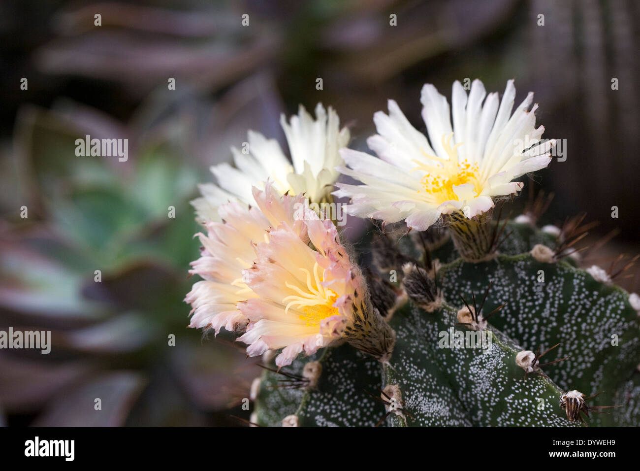 Spineless cacti hi-res stock photography and images - Alamy