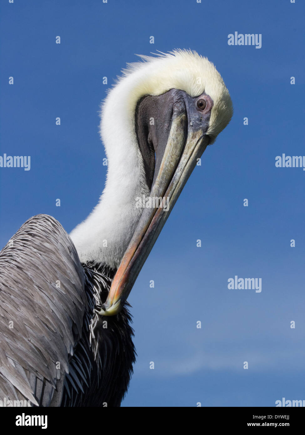 Occidentalis preening hi-res stock photography and images - Alamy
