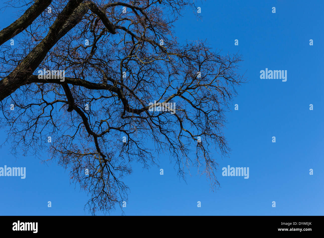 Weird tree branches hi-res stock photography and images - Alamy
