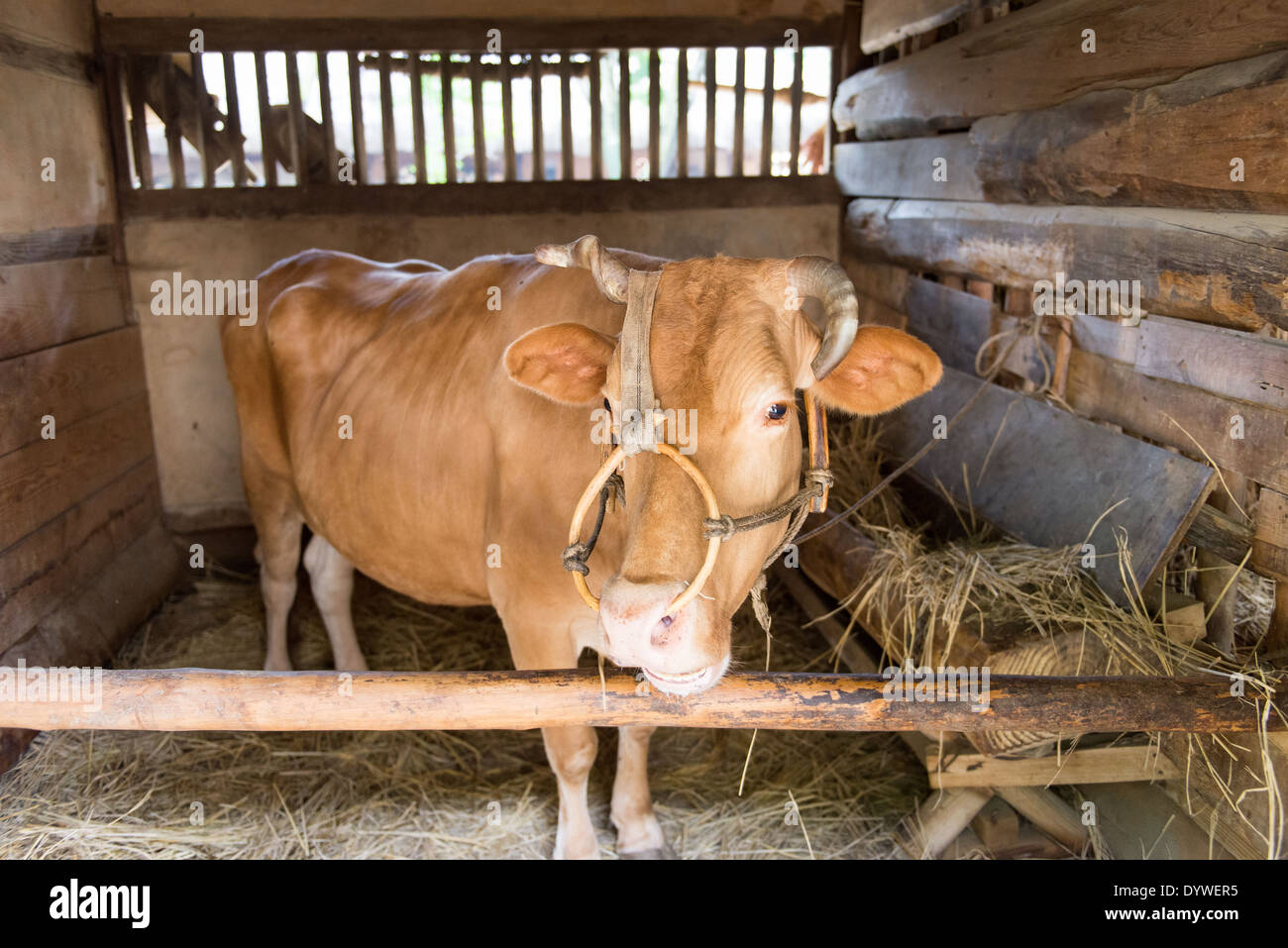 Korean cow hi-res stock photography and images - Alamy