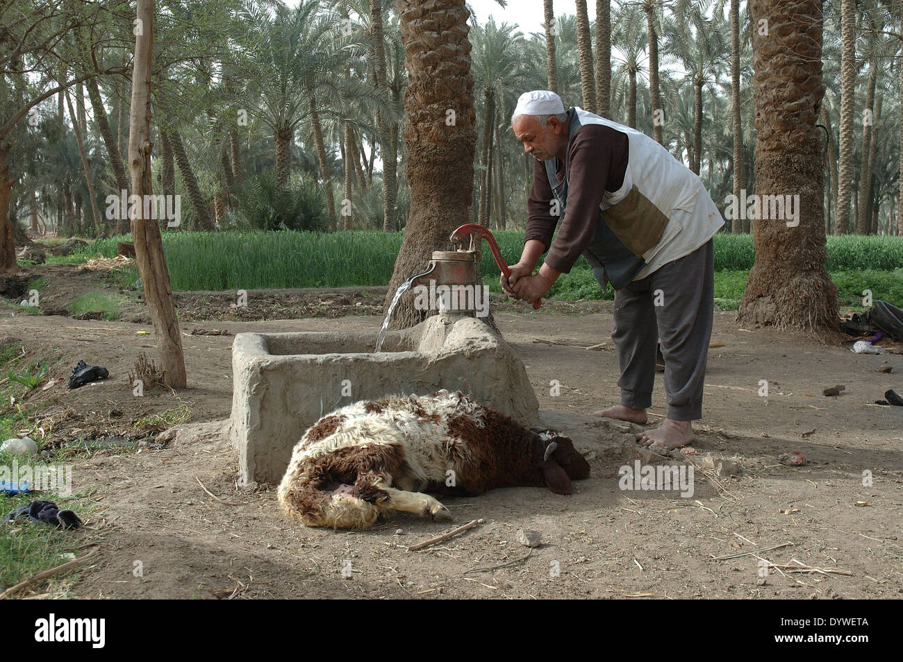 Egyptian farmer hi-res stock photography and images - Alamy