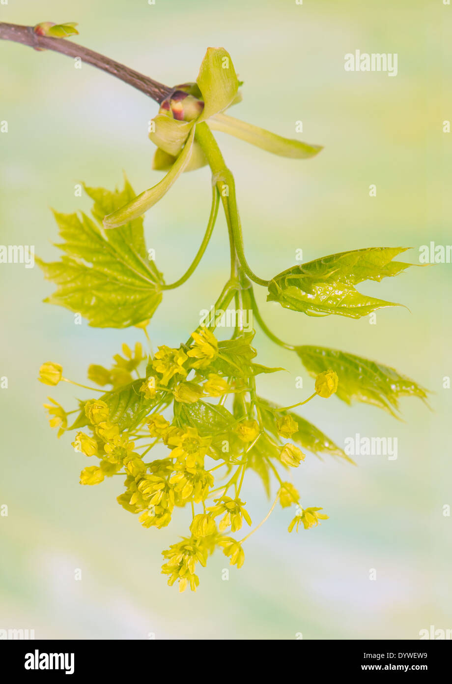 Acer pseudoplatanus blossom hi-res stock photography and images - Alamy