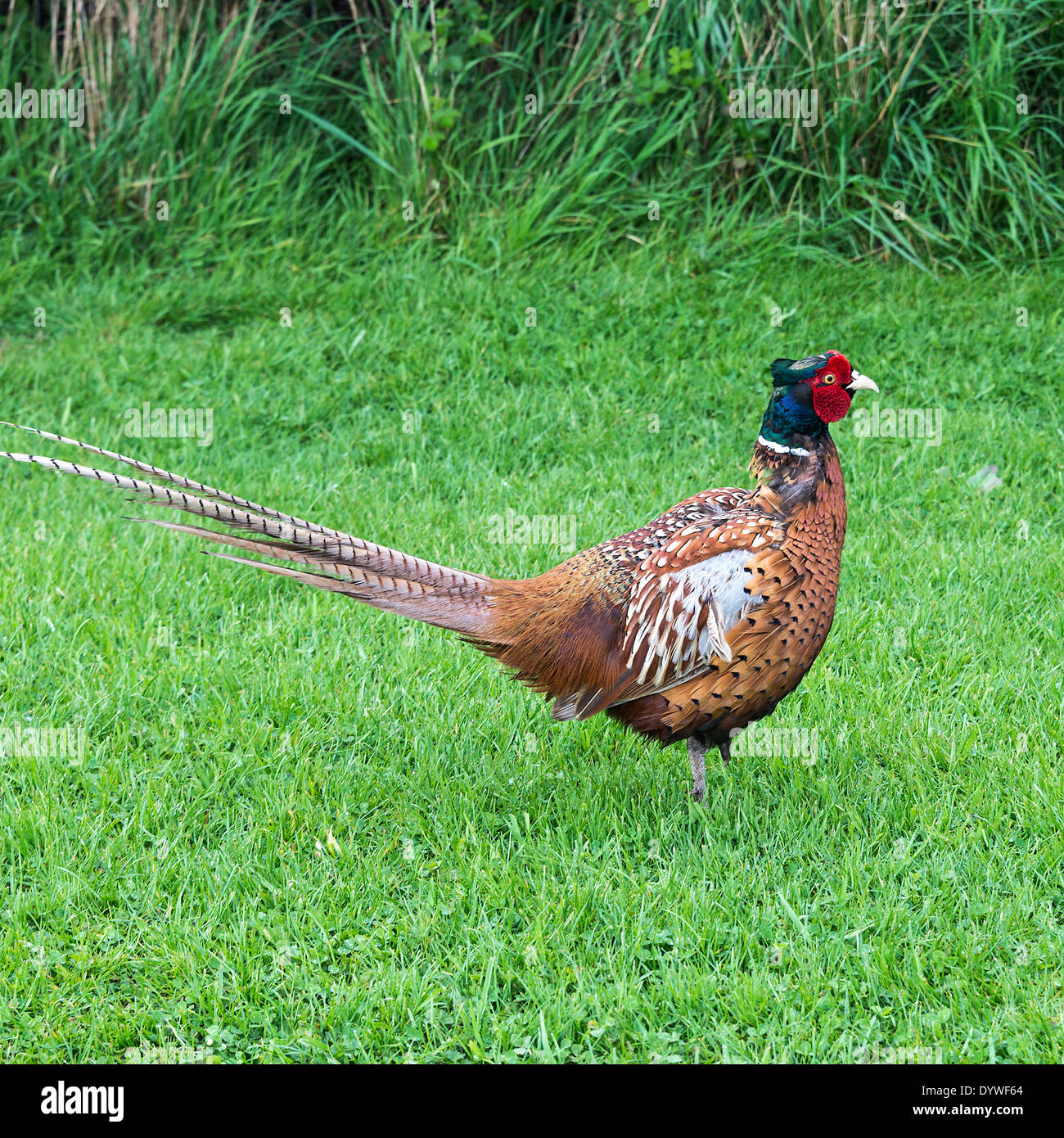 Male Cock Pheasant in Full Spring Breeding ColoursStruts His Stuff at ...