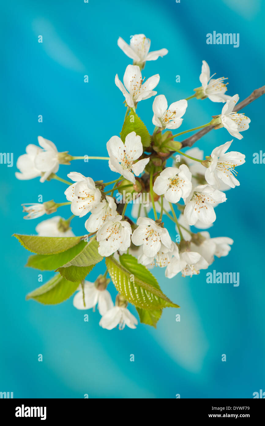 Flake flower hi-res stock photography and images - Alamy