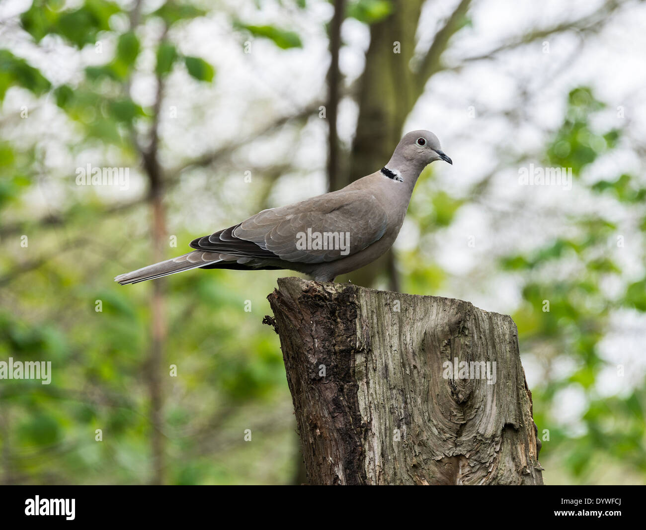 Collared dove bird hi-res stock photography and images - Alamy