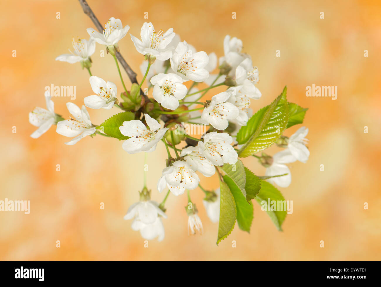Flake flower hi-res stock photography and images - Alamy