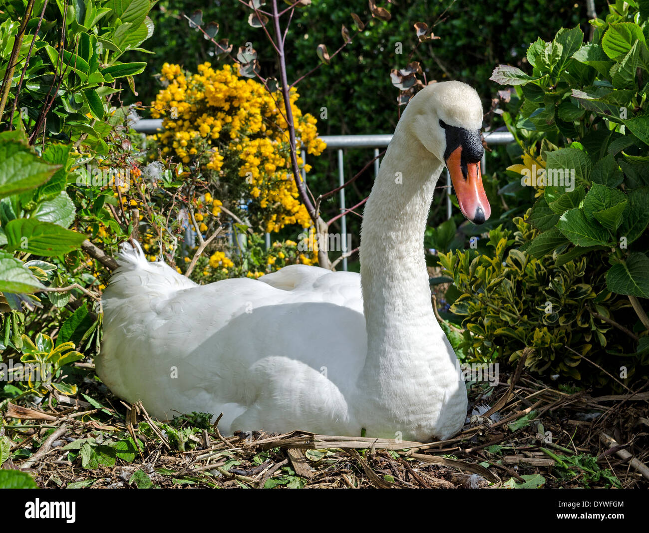 Sat sitting hi-res stock photography and images - Alamy